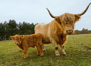 Fotografie: Flaeming Highland Rinder – Mischa Haller